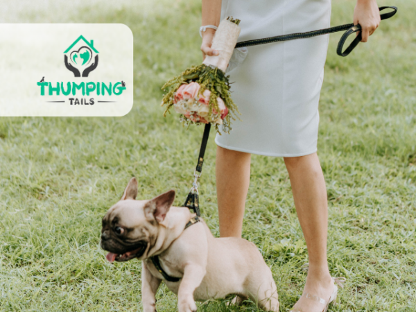 Rye Brook Dog Harnesses - Thumping Tails