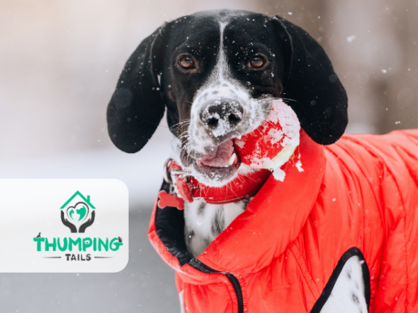 West Harrison Dog Winter Jackets - Thumping Tails